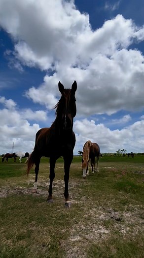 201 reactions · 25 shares | Meet Fiddler! He is one of the funniest horses we have on property. He knows how to make us smile. He is a very playful fella that loves to pick things up. Whether it’s his friend’s tails, a flymask he took off his friend, sticks or even a tuff of grass, Fiddler is always trying to start a game with friends. | Habitat for Horses | Facebook