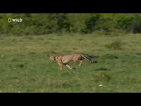 International Cheetah Day | National Geographic