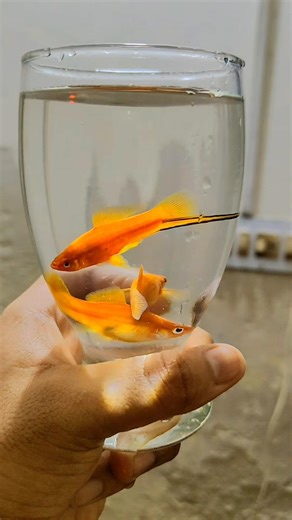 Male vs Female Swordtail Fish 😲🐟 | Big Belly Female 🔥 #shorts