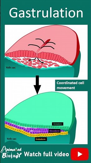Gastrulation | 1 min dev bio