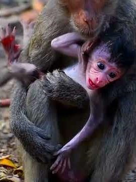 Lovely moments of tiny baby and mommy monkey #monkeysr #babymonkeys #animallife #animals #babymonkey