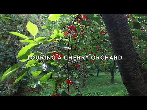Touring a Michigan Montmorency Cherry Orchard