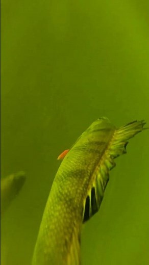 How to catch a massive perch 💪 #perch #fishing #underwater