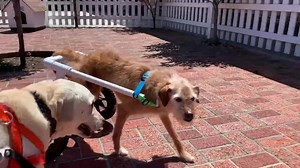 We are happy to announce that Zeus has wheels! A lovely member of our dog community, #chetakstrong, built them for Zeus and he couldn’t be happier to zip around. Over the next couple of weeks, his foster parents will be focusing on taking Zeus on short walks to build strength. We bet he’ll be keeping up with the big dogs in no time! | Silicon Valley Pet Project