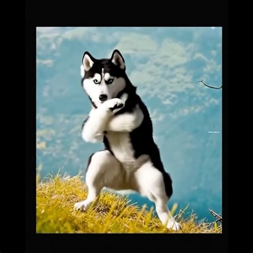 Chill BGMI🔥🔥 #bgmi #husky #pubg