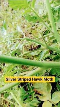 Silver Striped Hawk Moth #agriculture