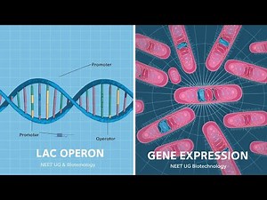lac operon animation | Gene Expression in E. coli for NEET UG & Biotechnology