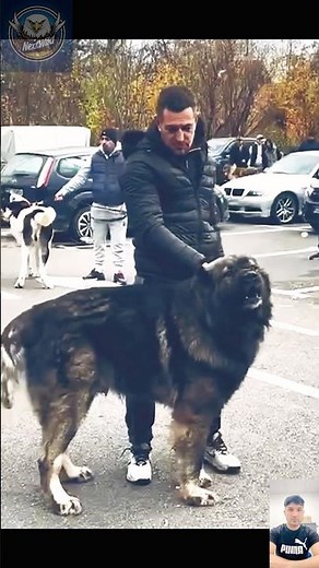 Caucasian Shepherd the Lion – The Untamed Beast You’ve Never Seen Before