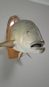 29 reactions | Show us your tackle part 2 Packing properly. Traces, trace boxes and tackle bags. Everyone has different styles and preferences. These videos are just overviews to give you ideas as to how different anglers go about their day to day on the water, and in preparation for being on the water. Always interesting to see how others do things. #gofish #kayakfishing #tackle #showusyourtackle #fishing #tacklebox #lures #traces @gofishmagsa @thekingfisher1996 | Go Fish | Facebook