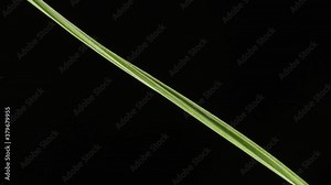 Macro Video of Encephalitis Tick Insect Crawling on Green Grass. Encephalitis Virus or Lyme Borreliosis Disease Infectious Dermacentor Tick Arachnid Parasite.