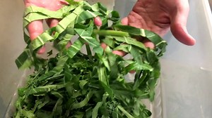 Urschel J DICER cutting collards VIDEO DEMO, Y2395