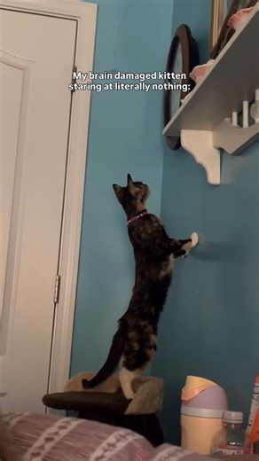 Puddles of Radioactive Slime🧪 on Instagram: "I have zero clue what she was stating at.😭 Here is a 6 month old Puddles for your Sunday Scaries.🤲 #specialneedscats #disabledcat #tbi #fyp #puddlesthecat"