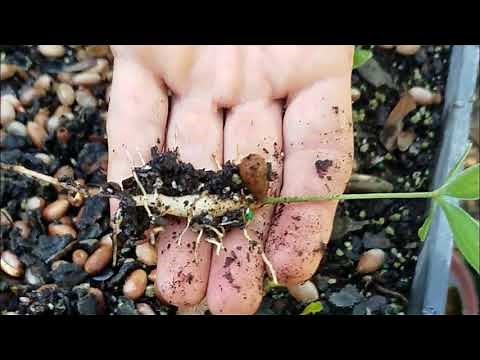 How to: Grow Cycads from a seed