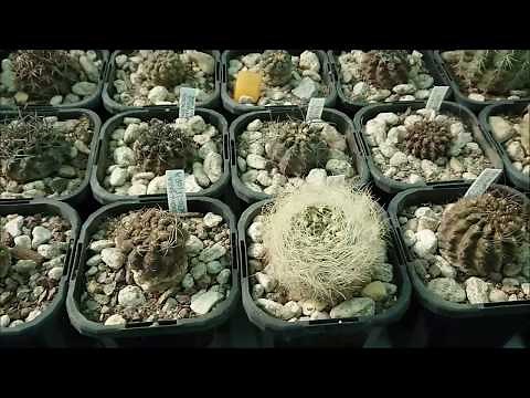 When and How To Water Cacti - Pre Growing Season