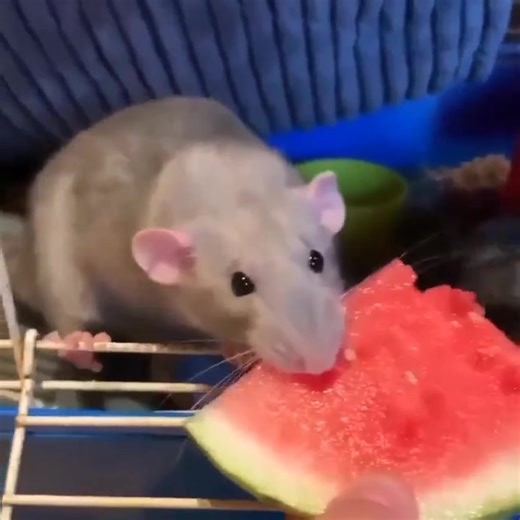Reposted from @pippin_and_penelope Penny fighting for her life for that watermelon 😂🍉❤️ | Rat Unity