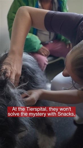 🐶 CT scans, MRIs, minimally invasive surgery… At the Tierspital in Bern, pets have access to the same types of care as humans. 🩺 Discover an exclusive behind-the-scenes look at a cutting-edge Swiss veterinary hospital. 🎥 Tag fellow animal lovers in the comments! | About Switzerland
