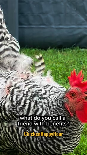 17K views · 12K reactions | What do you call a friend with benefits?! 樂 #jokes #dadjokes #comedy #chickens #friends #laugh #chickensofinstagram #funnyanimals #chickenhappyhour Audio @clcoffey1224  | Chicken Happy Hour | Facebook