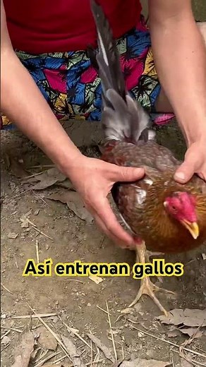 👉🏻Así entrenan los gallos de pelea / Fuerza, disciplina y tradición en cada combate #ecuador