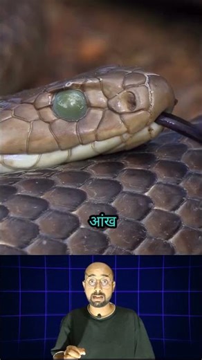 Snake Skin Removal - Process of Snake Skin Removal | Discovery| Snake | Wlild life | Jungle