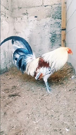 Los mejores gallos de peleas del mundo