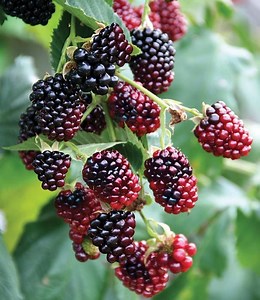 Boysenberry - Rubus ssp. - Seltene 'Fruit' Samen - Boysenberry Strauch, Schwarz-Rot, Rubus ursinus x idaeus, Boysen Berry - Etsy.de