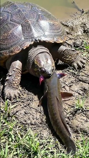 ASMR Mukbang 🐢 Tortoise eating Food! 🍓 #Shorts