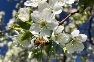 The relationship between plant disease management and pollinator conservation