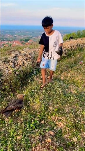 #burung #eagle #bocil