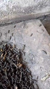 Black Soldier Fly Pupae Stage #blacksoldierflylarvae #bsfegg #blacksoldierflyfarming #bsflarvae | Hobein Arellano