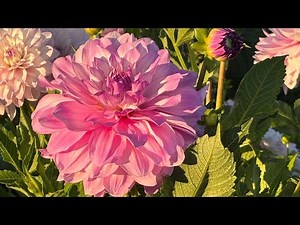 GUIDED MEDITATION FOR A HEALED AMERICA, Thursday, September 25th, 2025