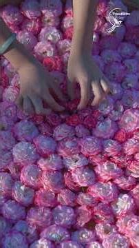 Ancient Winter Cuisine Traditions | Artisanal Donkey-Hide Gelatin & Intangible Cultural Heritage