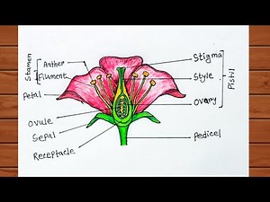 How to Draw Longitudinal Section of Flower With Colour / Labelled Longitudinal Section of Flower