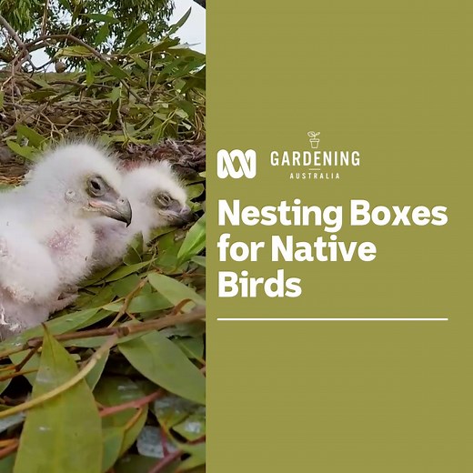 39K views · 1.3K reactions | Josh meets ornithologist Simon Cherriman...