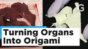 50K views · 77 shares | This isn't a horror movie, scientists are turning organs into origami. I guess you could call it....tissue paper. | Gizmodo | Facebook