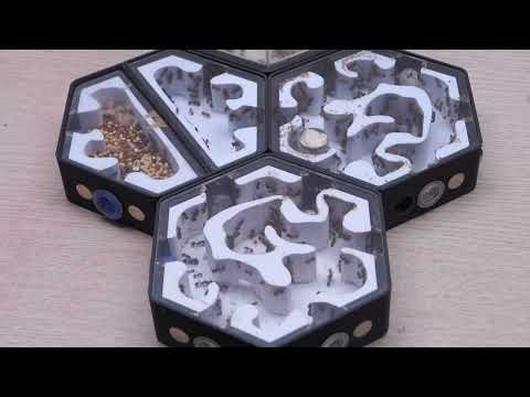 Ant Micro Bridge: Toothpick Truss vs Strip 🪵