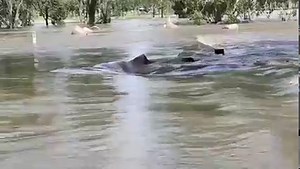 The hidden dangers of driving through floodwater. You never know what’s going on under the surface. In conditions like these, there's a good chance the road underneath might have collapsed. There might be debris, sharp objects, poison or sewerage. If you’re far enough north you might even find yourself contending with a crocodile. More than half of our flood-related deaths are the result of Queenslanders driving through floodwaters so please #IfItsFloodedForgetIt. | Transport and Main Roads Quee