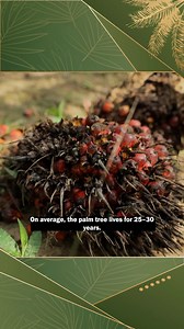 37K views · 35 reactions |  The Power of Palm Oil: High Yield, High Demand ✨ Since 1917, Malaysia’s palm oil industry has flourished, meeting global demand with its versatility and economic benefits.  Watch to learn more: https://youtu.be/aS_9f2bb2H0 #MPOC #MalaysianPalmOil | Malaysian Palm Oil Council | Facebook