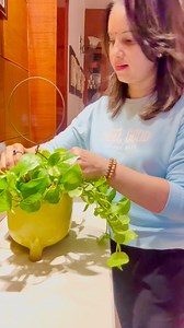 Diy Trellis idea for money-plant #easy #creativegardening #sunilassweethome | Sunila’s sweet home