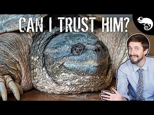 Giant Snapping Turtle - Can I Trust Him?