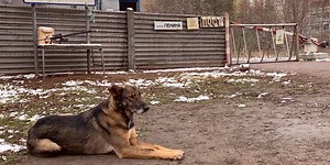 The Dogs of Chernobyl Are Going Through Strange Genetic Changes. Scientists Are Still Trying to Figure Out Why.