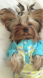 Is it normal to snore this loud? Coma Yorkie #comayorkie #yorkie | Coma Yorkie