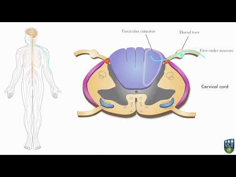 AXON: Spinocerebellar Pathway (Unconscious Proprioception) from Hand (6 of 9)