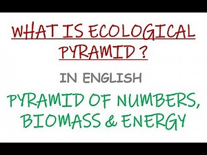 Upright & Inverted Ecological Pyramid (Pyramid of Numbers, Biomass & Energy) (In English)