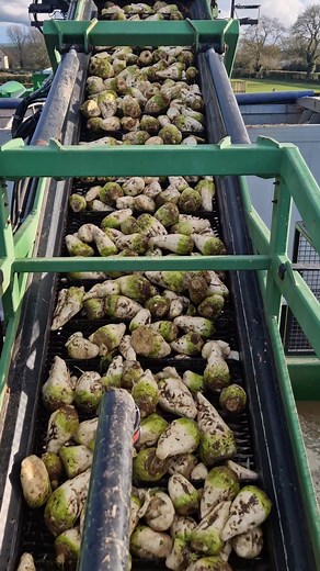 Before and After. Demo Beet Washer in full swing. #beetwasher #farming #crops #agriculture #crossengineering ##crossagrieng ##crossagriculturalengineering