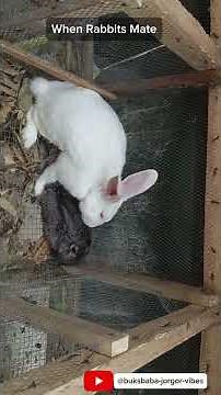 How Rabbit Mate and Reproduce and Get Pregnant