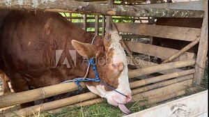 Majestic and strong, the sapi (cow) plays a vital role in Indonesian agriculture and culture. Revered for its contribution to farming, dairy production, and as a symbol of wealth and prosperity.