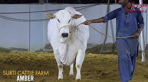 3K views · 480 reactions | ‎﷽ تو کہہ اے اللہ، بادشاہی کے مالک! جسے...