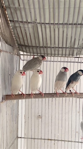 Java finches colony🕊️#javafinch #javasparrow #birds