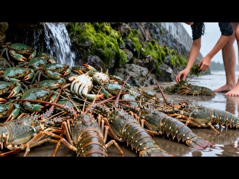 They Dug Out Some Amazing Catches From Under The Rocks: Lobsters And Blue Crabs Filled The Buckets!