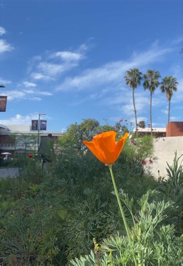 Spring Vibes at El Camino College